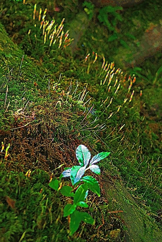 苔胞子の彩 フォトカン2さんの日記 趣味人倶楽部しゅみーとくらぶ