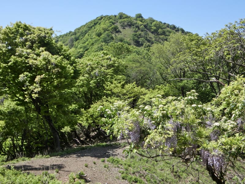 ジエビネとスズムシソウの咲く山へ 山風さんの日記 趣味人倶楽部しゅみーとくらぶ