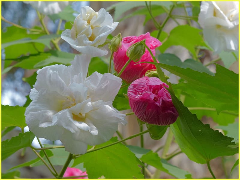 公39 811 酔芙蓉ｽｲﾌﾖｳ ハッシーさんのフォト 趣味人倶楽部しゅみーとくらぶ