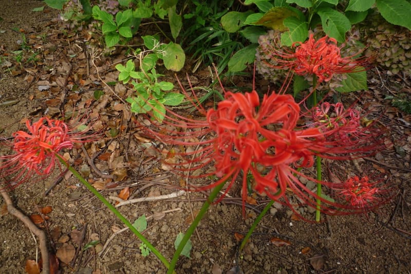 またやってきました秋桜です 秋桜さんの日記 趣味人倶楽部しゅみーとくらぶ