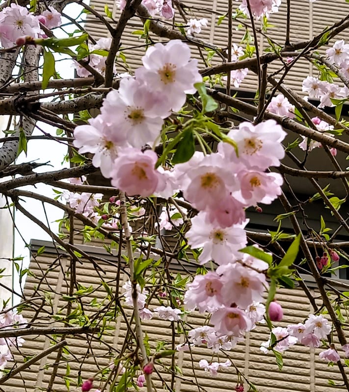 我が家も 枝垂桜 満開 たつちあんさんの日記 趣味人倶楽部しゅみーとくらぶ