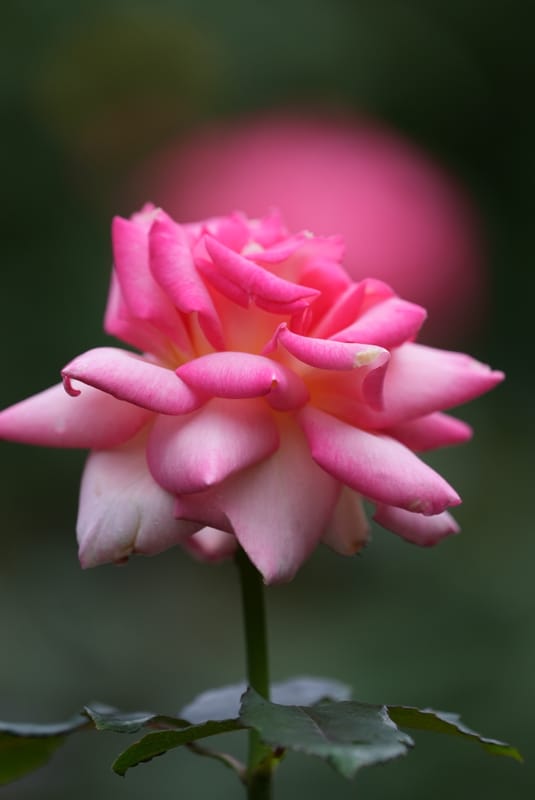 秋薔薇 晴撮雨詠さんのフォト 趣味人倶楽部しゅみーとくらぶ
