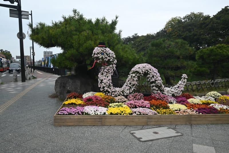 明石公園の菊花展 クモハさんのフォト 趣味人倶楽部しゅみーとくらぶ