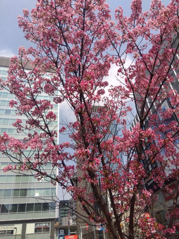 桜の木と公園での出来事 りょうさんの日記 | 趣味人倶楽部（しゅみーとくらぶ）