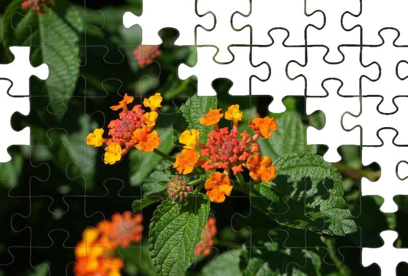 G・ランタナ maruhaさんのフォト | 趣味人倶楽部（しゅみーとくらぶ）