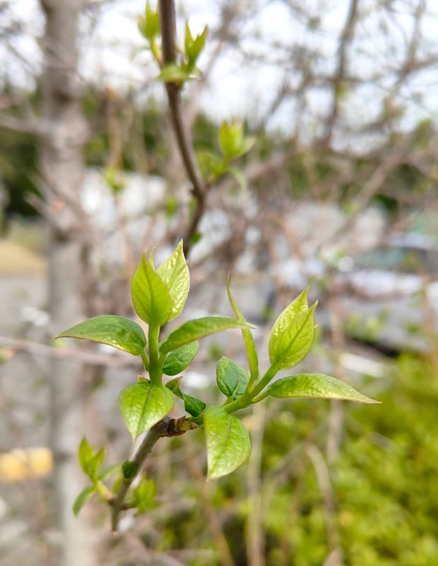 希望🌿 Emi🌸さんの日記 | 趣味人倶楽部（しゅみーとくらぶ）