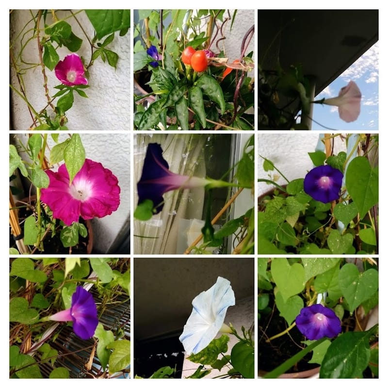 AM6:30 ベランダパトロール 田中 かくへいさんのフォト | 趣味人倶楽部（しゅみーとくらぶ）